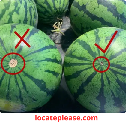Tips for Choosing the Perfect Watermelon - LocatePlease